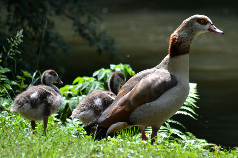 Top 5 gevaarlijkste exoten in België | JNM